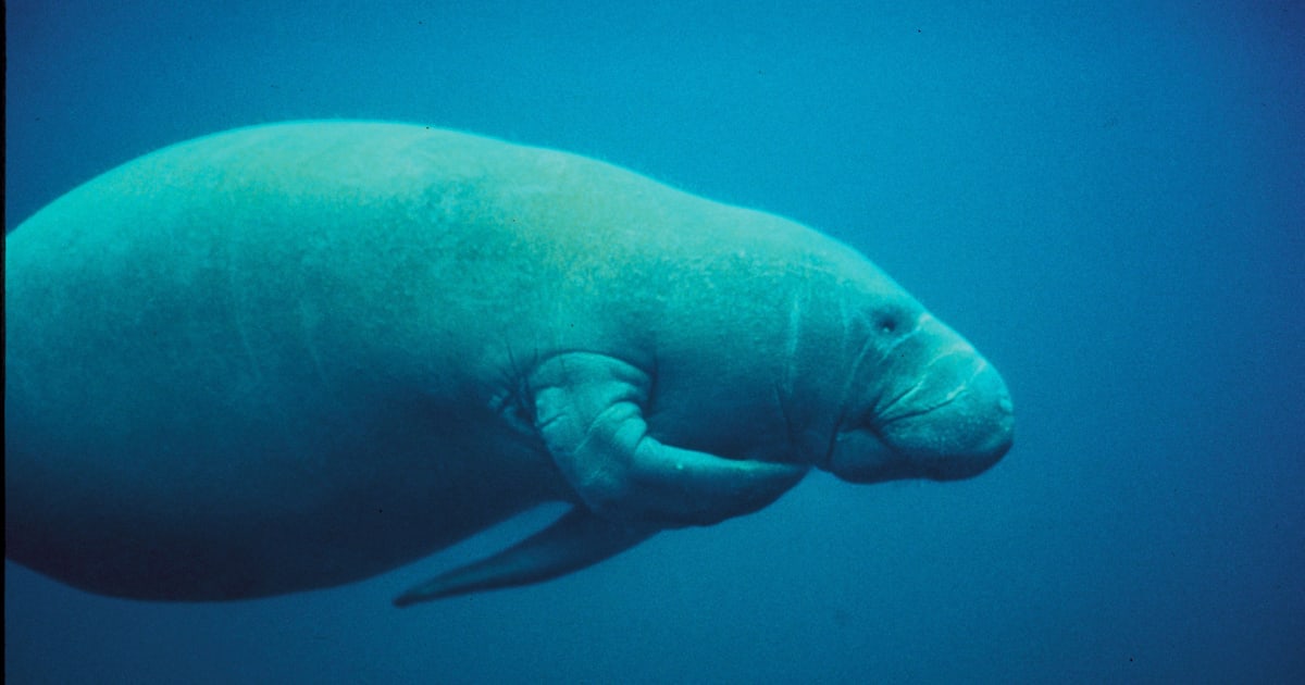 Människor lär föräldralös manat att dia och simma