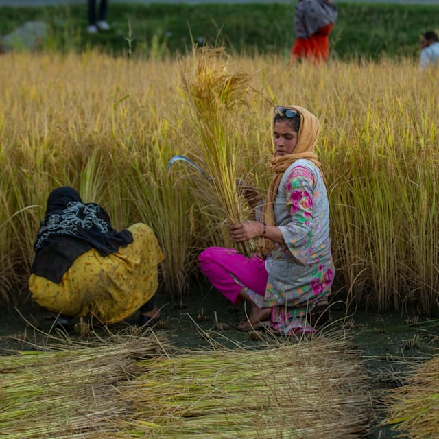 Halva världen äter det – nu pågår kampen mot vädret för att rädda riset
