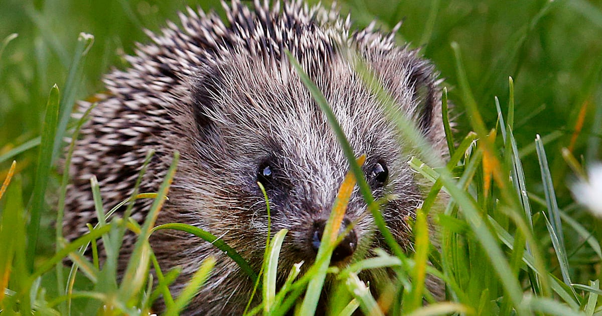 Vilda djur drabbas hårt av extremtorkan i Europa