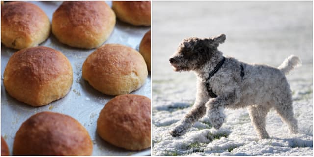 Två hundar allvarligt skadade – åt preparerade bullar