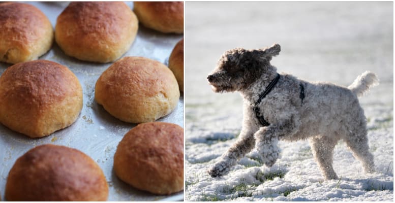 Två hundar allvarligt skadade – åt preparerade bullar