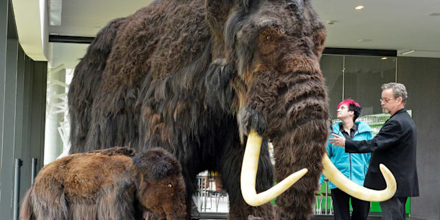 Rekordgammalt mammut-dna kartlagt av svenskar