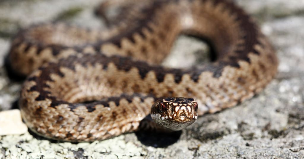 Varning: Nu är huggormen som allra giftigast