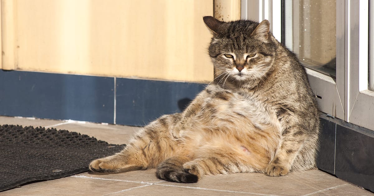 Claes Hemberg: Feta katter gör bäst i att sitta still