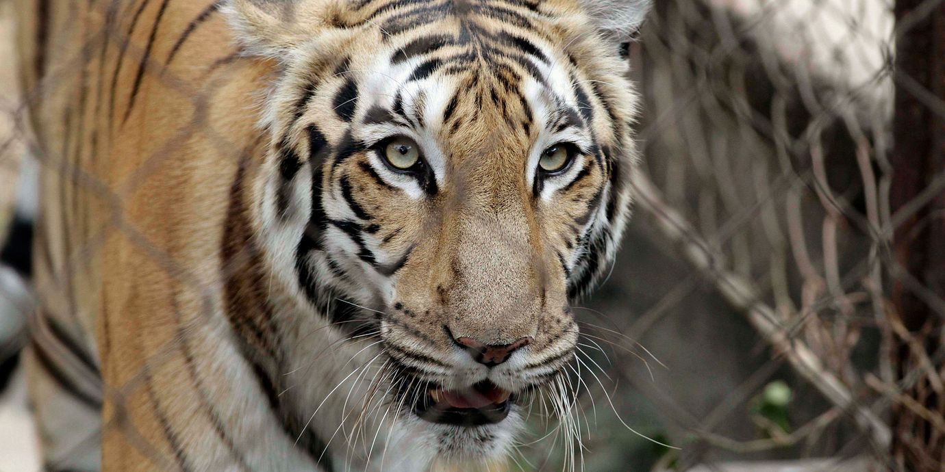 ”Människoätande” tiger har dödat sju på två veckor