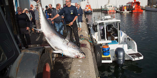Tonfisk på 300 kilo har återvänt till Västerhavet