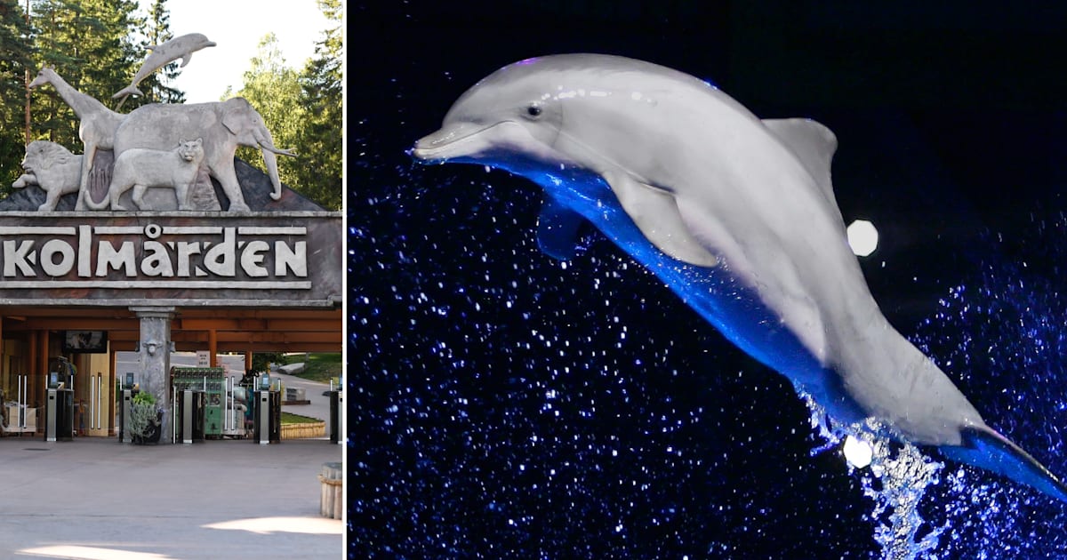 60 delfiner har dött på Kolmården: ”Obegripligt”