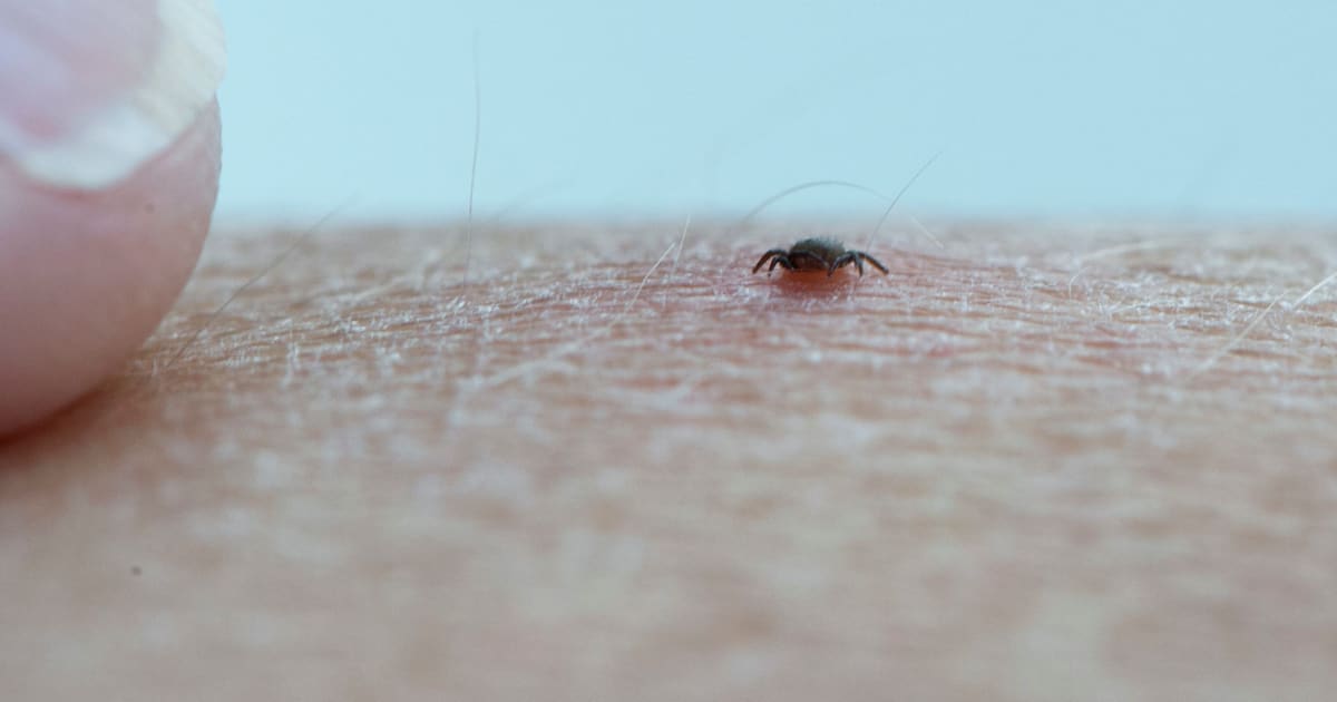 Nya områden drabbas när TBE sprider sig i Sverige