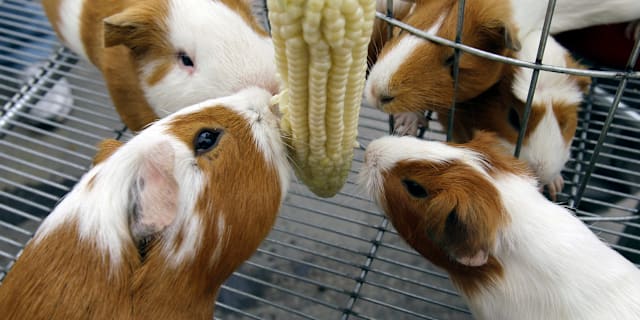 Marsvin ersätter nötkött i Peru – mer miljövänligt