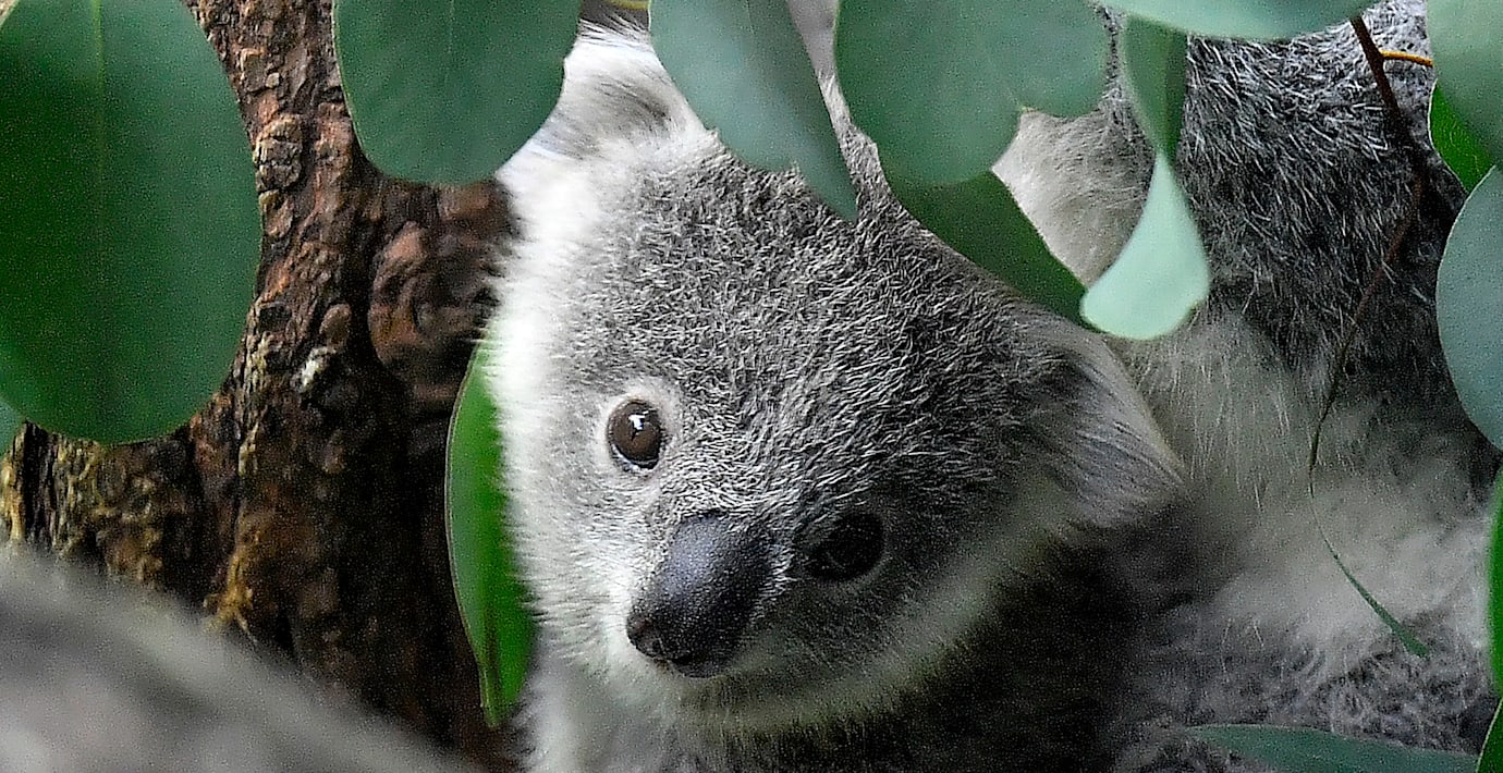 Koalan klassas som hotad i östra Australien