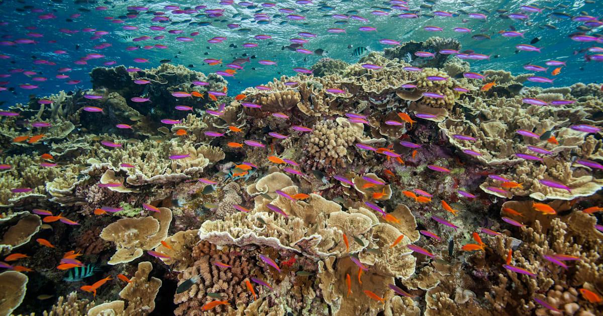 Australiens korallrev växer – det största på 36 år