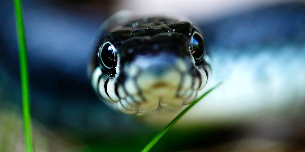 ”Stor vit orm” på rymmen i Katrineholm – var trynsnok