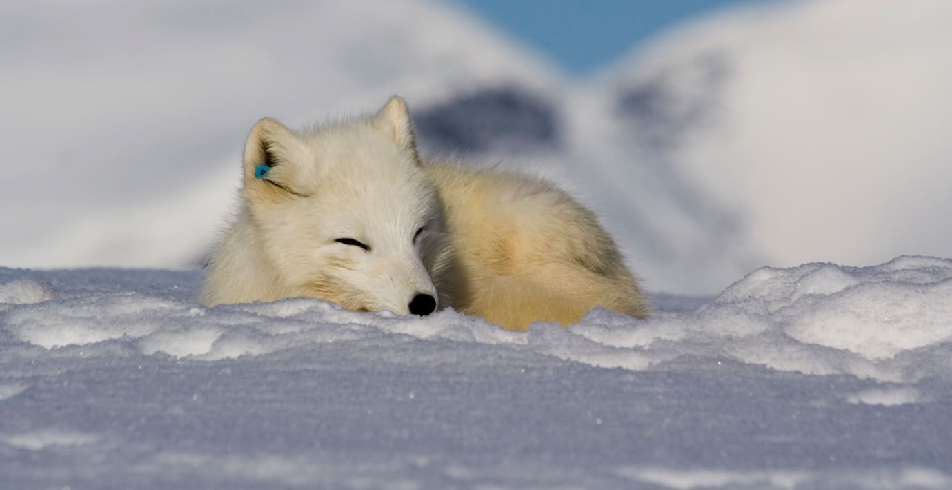 Fjällrävar hotas av krympt budget: ”Kommer krascha”