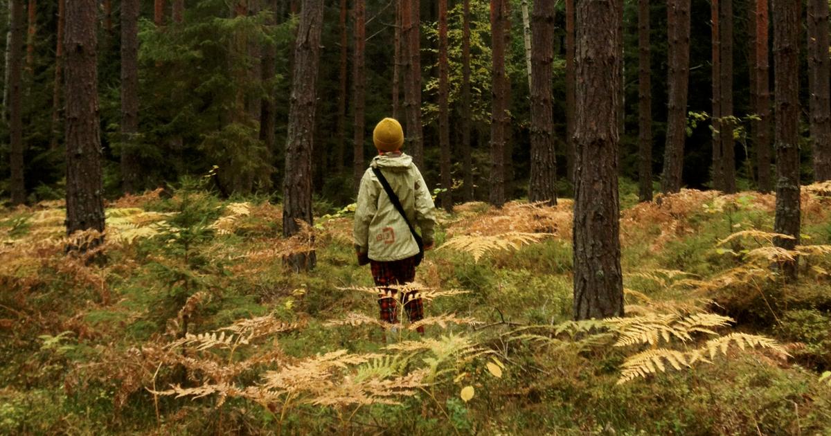 Tips: Det ska du lära barnen om att gå vilse i skogen Tips: Det ska du lära barnen om att gå vilse i skogen